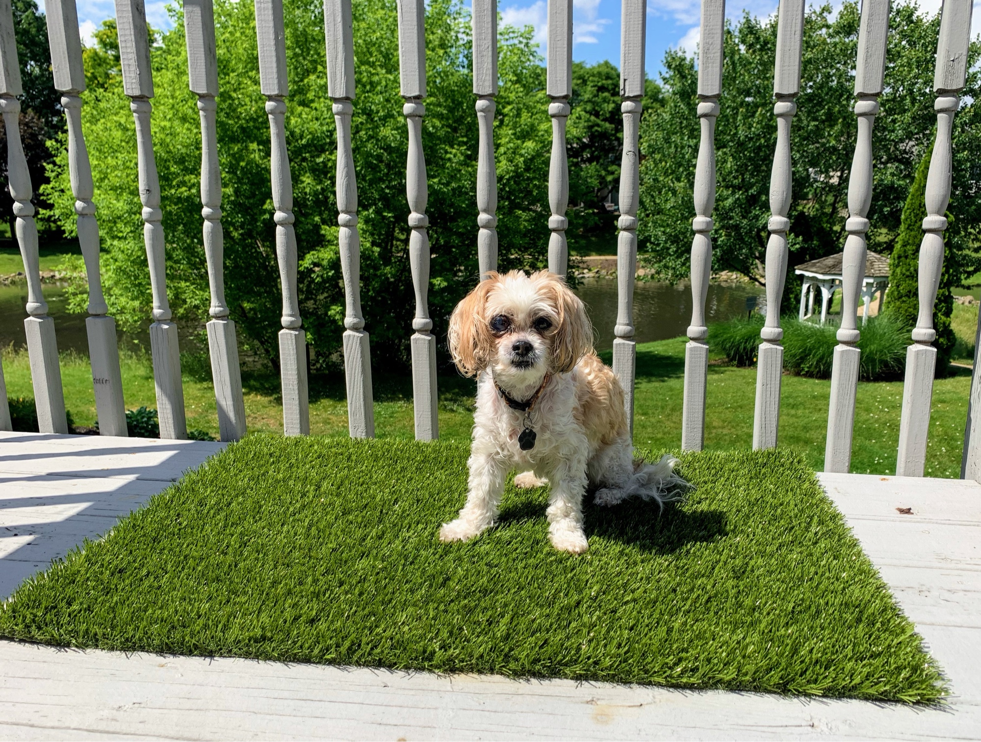 Dog Friendly Artificial Grass Accessories - Shop K9Grass