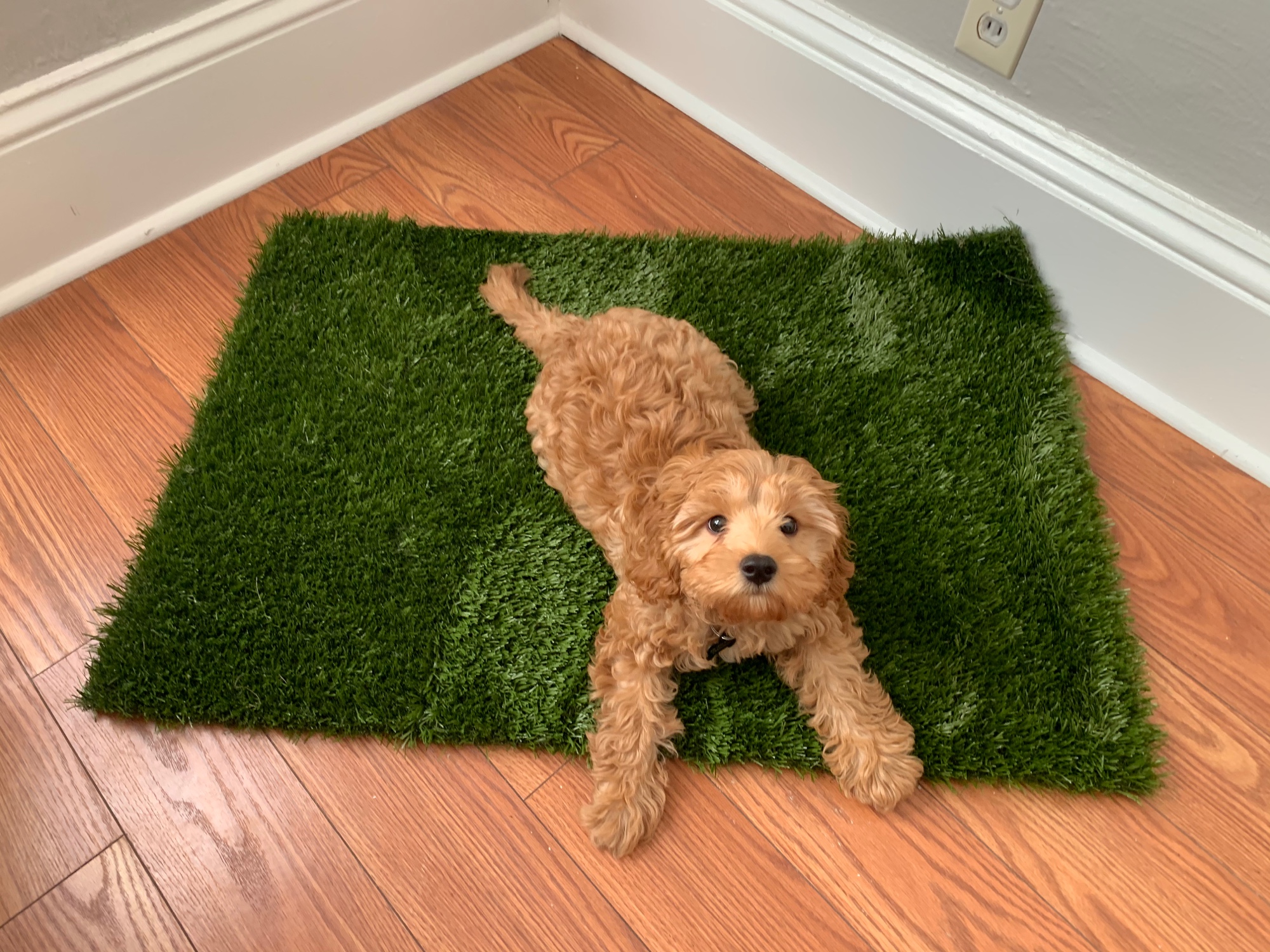 Dog Friendly Artificial Grass Accessories - Shop K9Grass