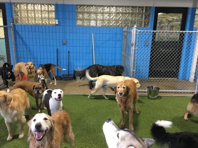 Cascade Veterinary - Grand Rapids, MI | K9Grass by ForeverLawn