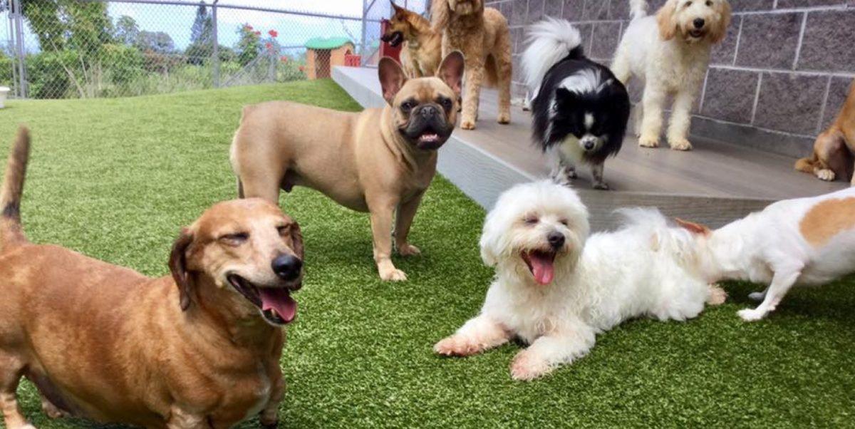 Paws University of Kailua-Kona, Hawaii | K9Grass by ForeverLawn