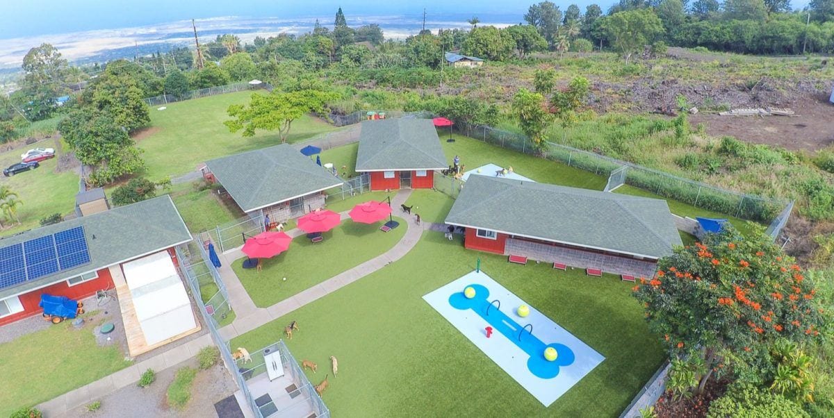 Paws University of Kailua-Kona, Hawaii | K9Grass by ForeverLawn