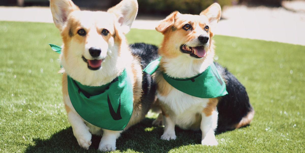 Phoenix Backyard for Rescue Corgis | K9Grass by ForeverLawn