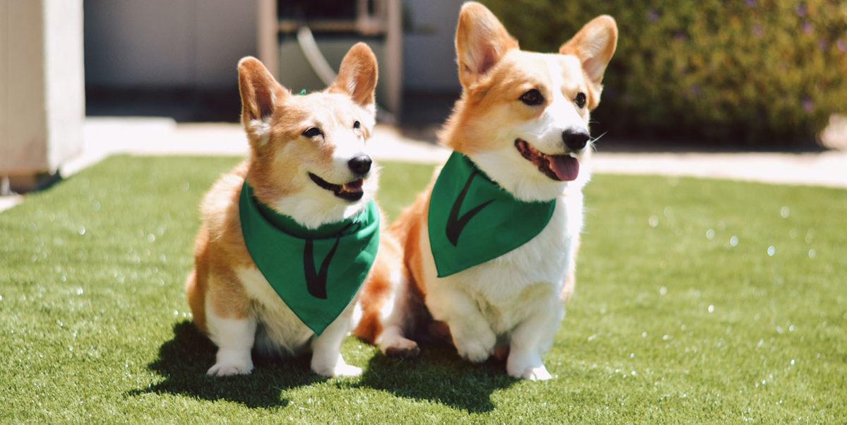 Phoenix Backyard for Rescue Corgis | K9Grass by ForeverLawn