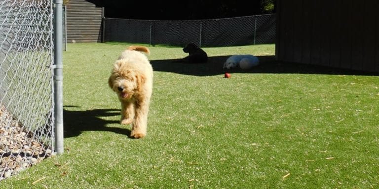 Gregory Residence K9Grass Installation | K9Grass by ForeverLawn, Inc.