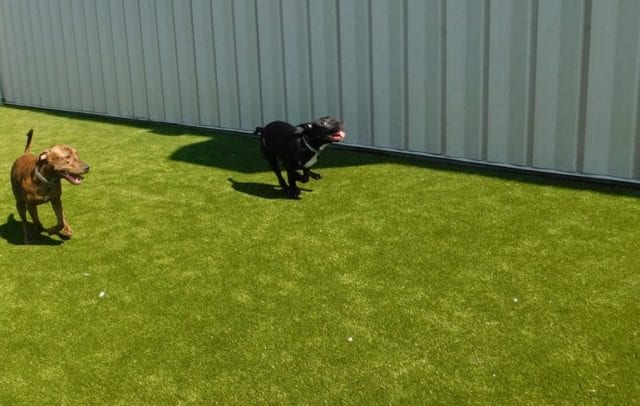 Humane Society of Summit County | K9Grass by ForeverLawn, Inc.