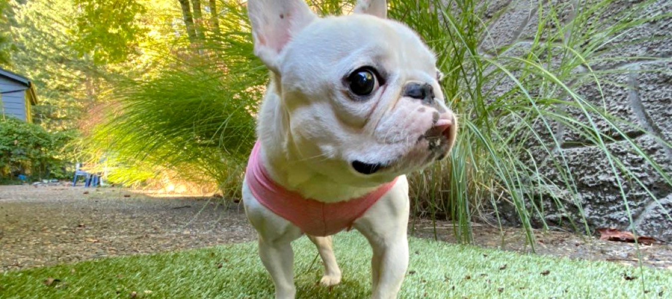 Meet Beth the Tripod, Cancer-Surviving Bulldog | K9Grass Mats